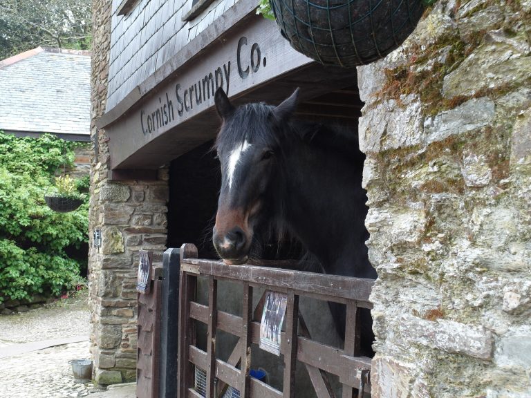 Healey's Cornish Cyder Farm - Can We Take The Dog