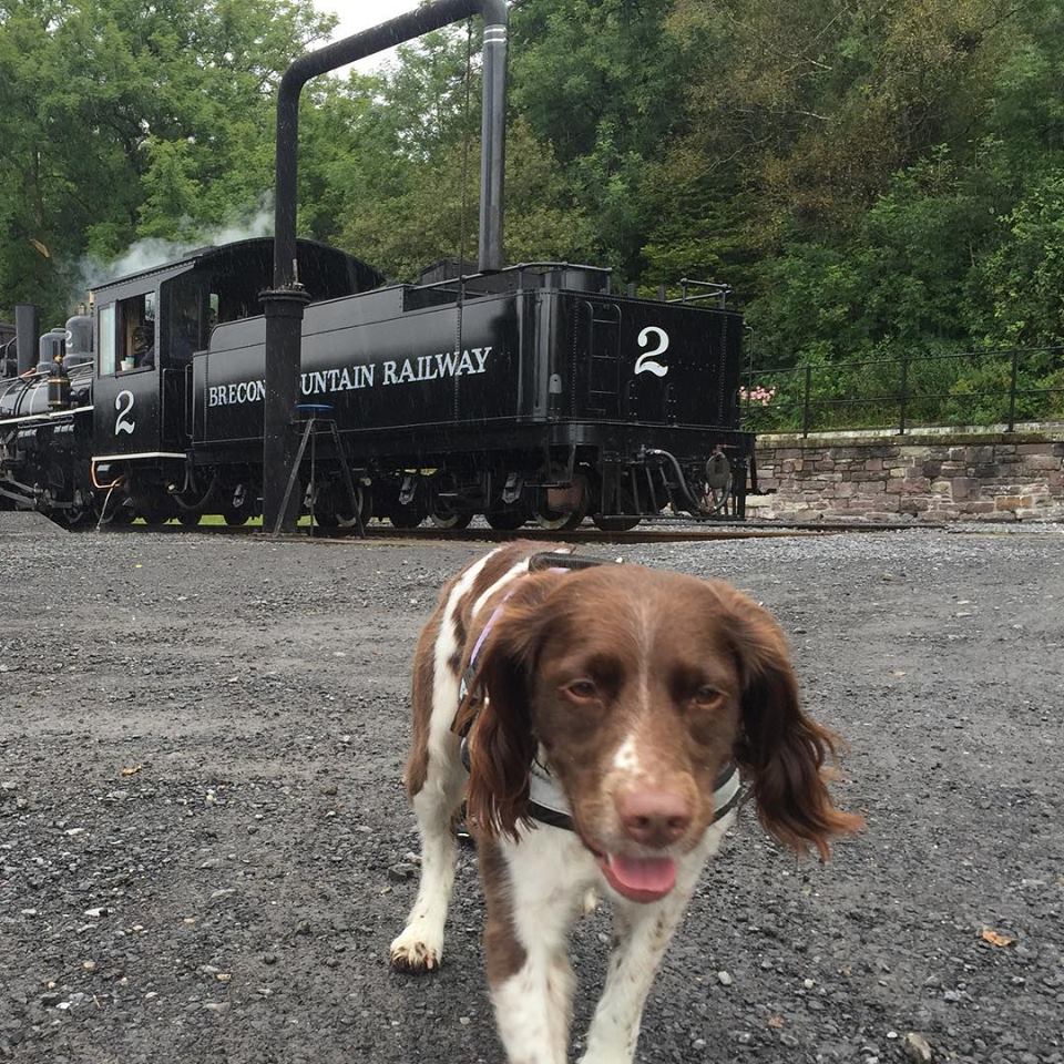 Brecon Mountain Railway - Can We Take The Dog