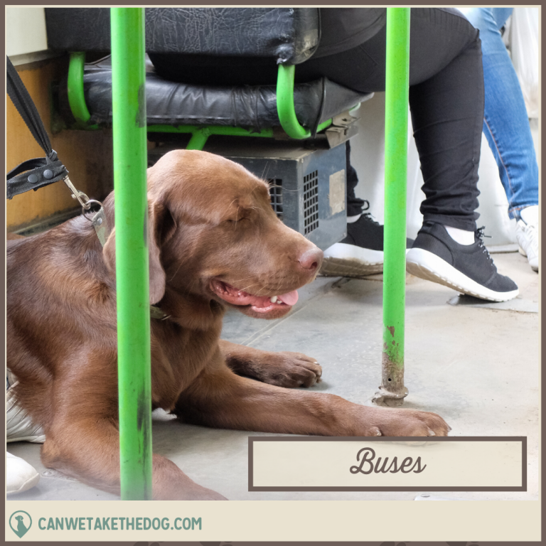 Dog Friendly Guide to Buses - Can We Take The Dog