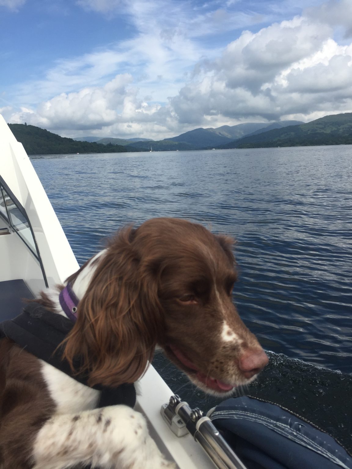 Lake Windermere - Can We Take The Dog